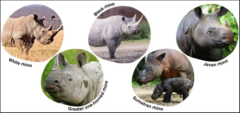 World Rhino Day 2024